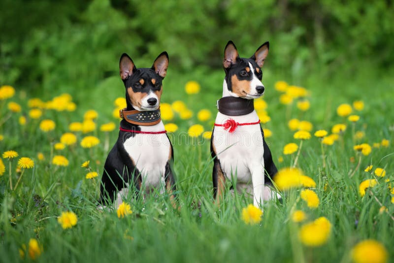 Tricolor щенок Basenji Outdoors Стоковое Фото - изображение ...