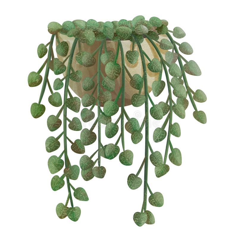 Home Plant String of Hearts Stock Photo - Illustration of hearts ...