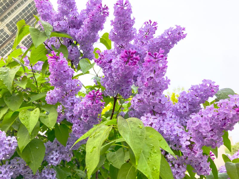 Ô¼ilac Bushes Spring Blooming . Spring Background Stock Image - Image ...