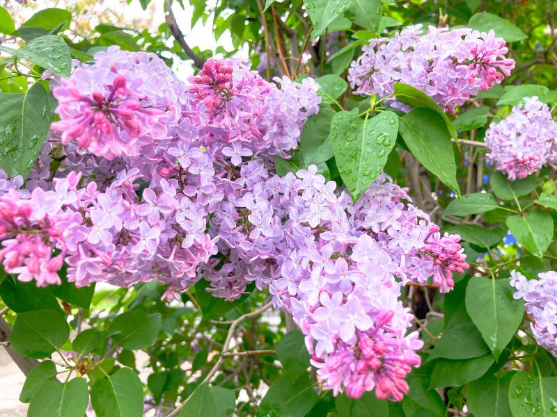 Ô¼ilac Bushes Spring Blooming . Spring Background Stock Photo - Image ...