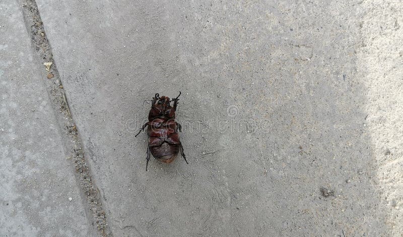 à¸ºà¸ºBeetle Bug Laying Upside-down on Its Back on Concrete or Cement ...