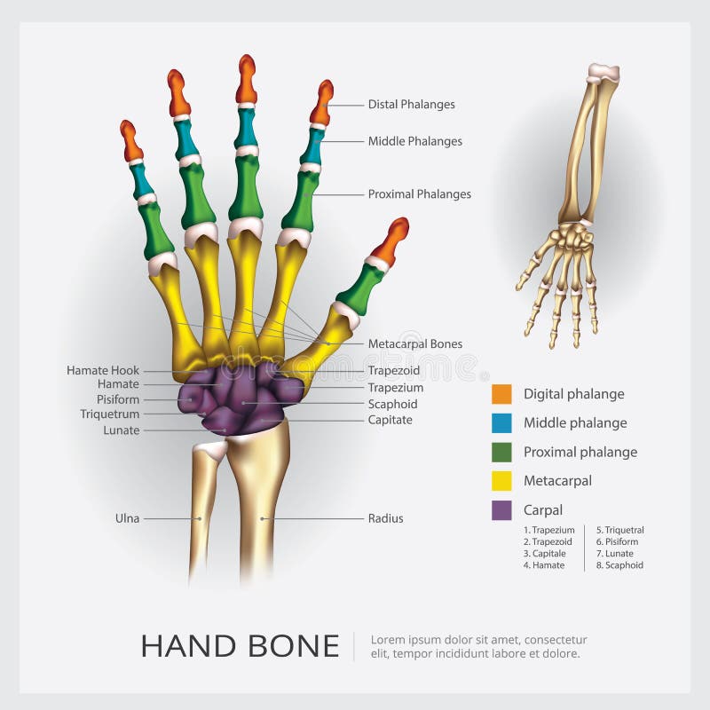 Hand Bone Anatomy with Detail Stock Vector - Illustration of movement ...