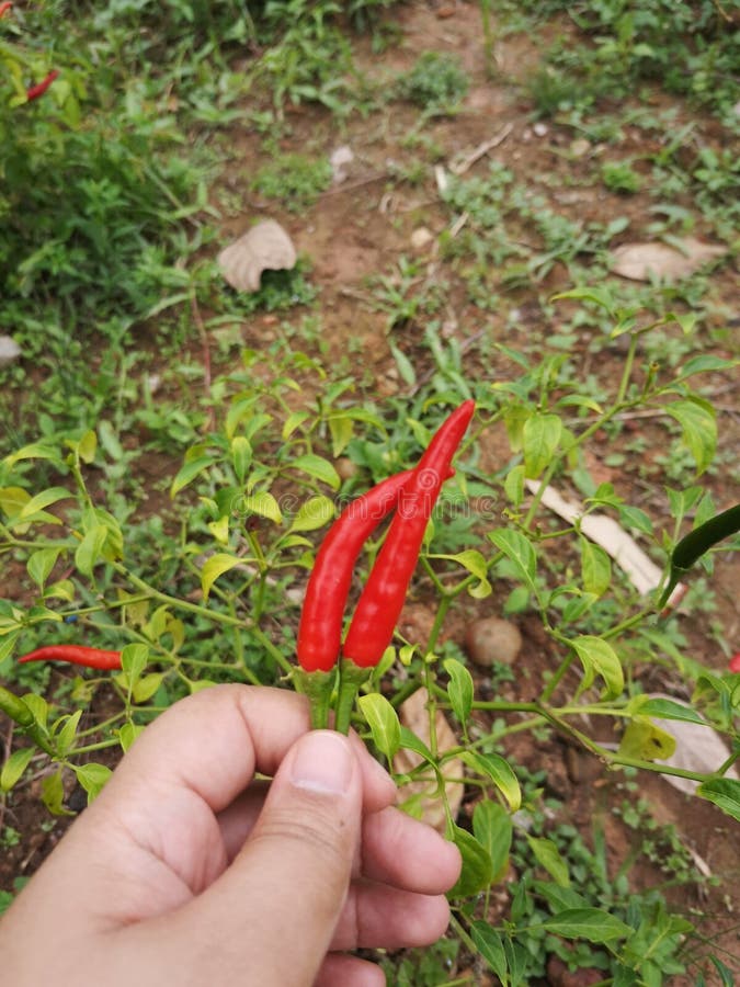 2 Red chilli stock photo. Image of herb, forest, soil - 221465320