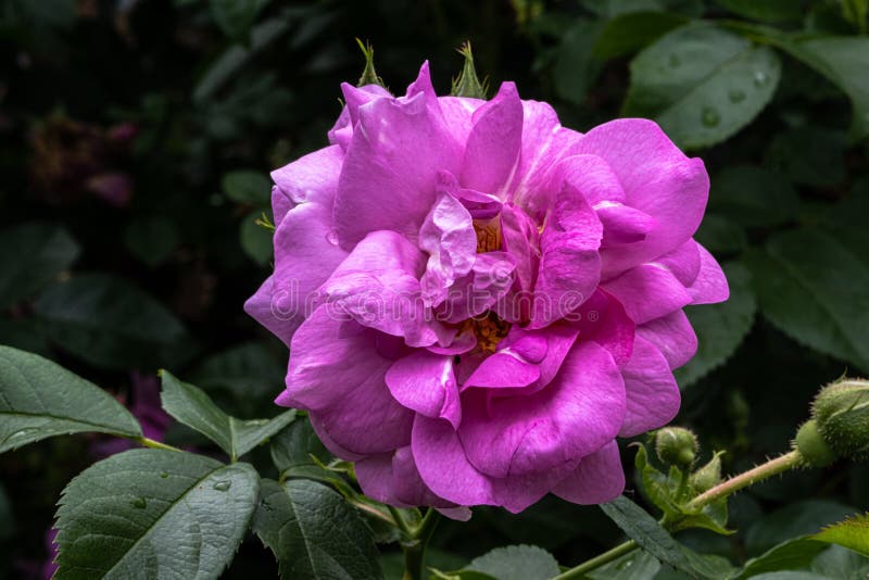 â€˜Cape Diamondâ€™ Shrub Rose Stock Image - Image of smell, purity ...