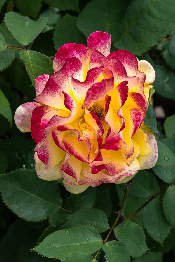 ‘Good as Gold’ Rose stock photo. Image of shoe, blacksmith - 254964124