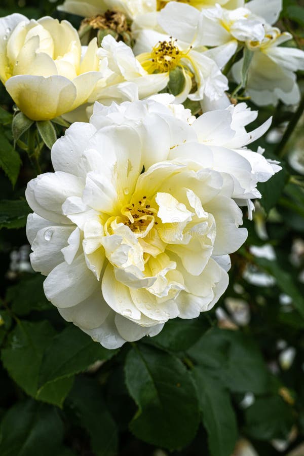 â€˜Imogenâ€™ English Rose stock photo. Image of white - 254964142