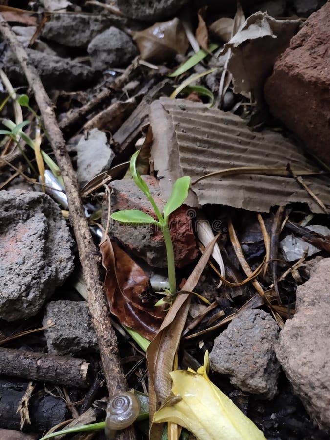 â˜” day small plant born stock photo. Image of small - 186932538