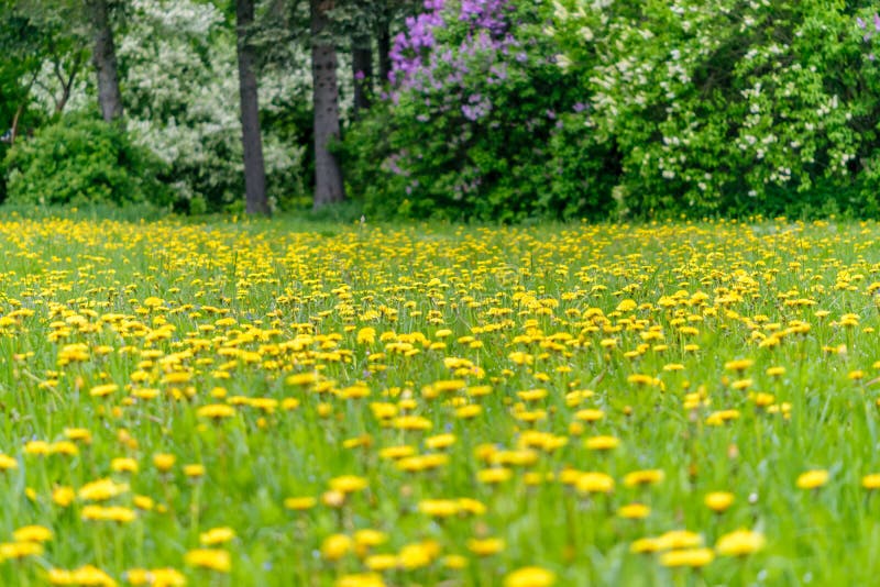 Spring flowers 库存照片. 图片 包括有 喜悦, 透镜, 春天, 开花, 采取, 宏指令, 背包 - 93745802