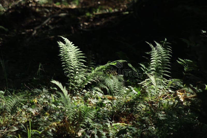 Two Ferns 库存图片. 图片 包括有 户外, 沉寂, 叶子, 季节, 植物群, 自然, 夏天, 森林 - 166327347