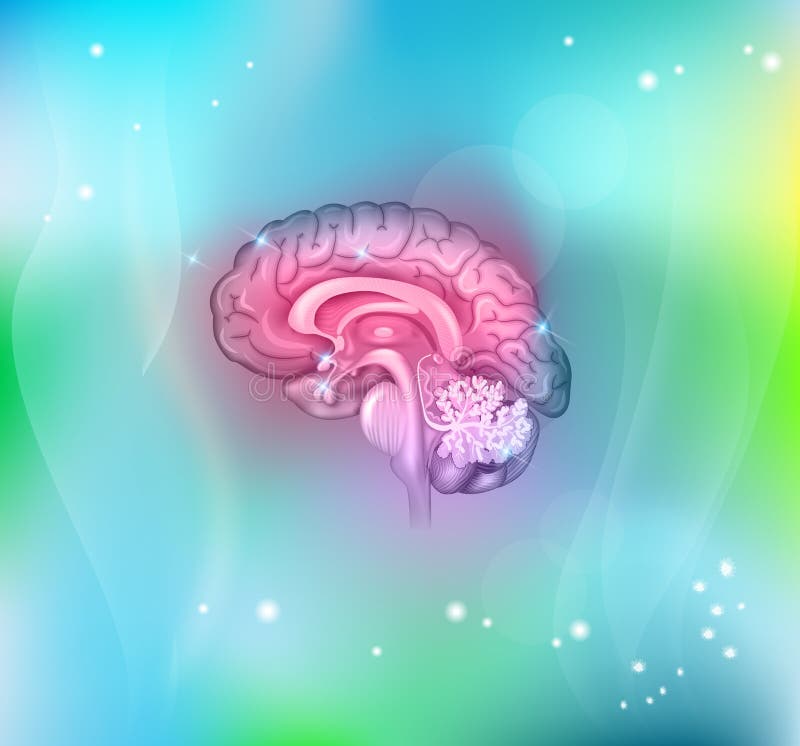 脑下垂体激素 向量例证. 插画 包括有 - 55566798