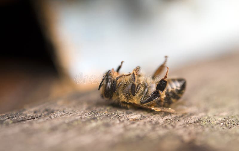 说谎在木头的死的蜂蜜蜂(Apis Mellifera) 库存图片 - 图片 包括有 mellifera, apis: 84299833