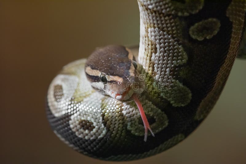 网状的Python (Python Reticulatus)的蛇骨骼 的treadled 库存照片 - 图片 包括有 食肉动物, 带状闪长岩 ...