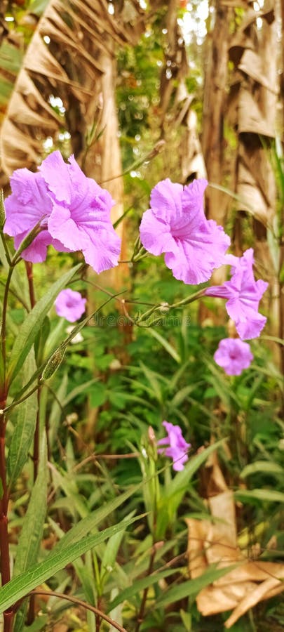 Ruellia Britoniana 库存照片. 图片 包括有 开花, 草甸, 产物, 花瓣, 野花, 粉红色 - 265154384