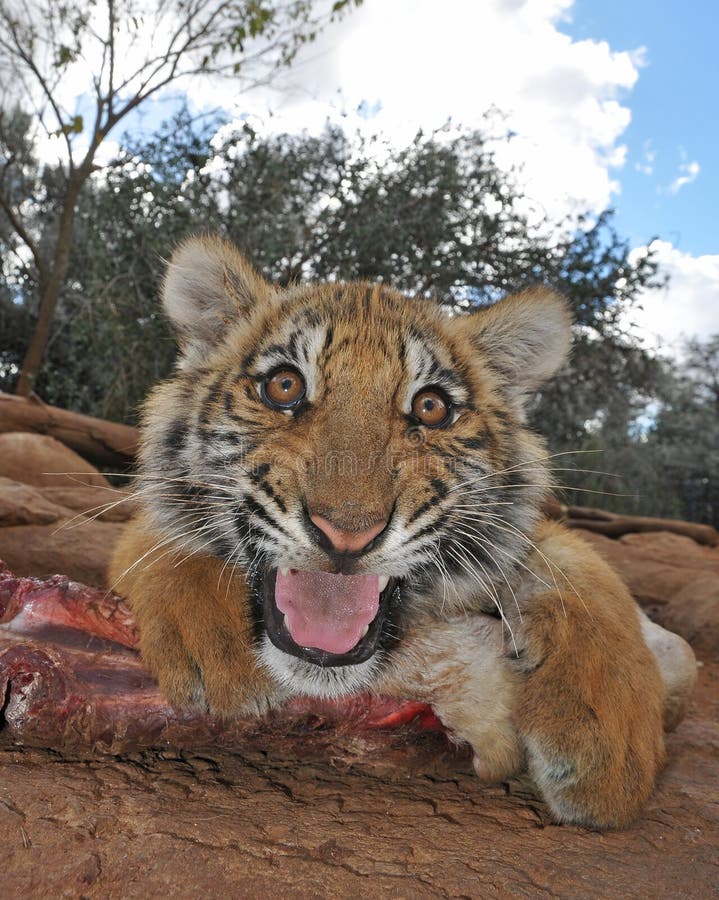 Tiger Defending Itself Against Hunters 库存图片 - 图片 包括有 狩猎, 拜占庭式: 149768951