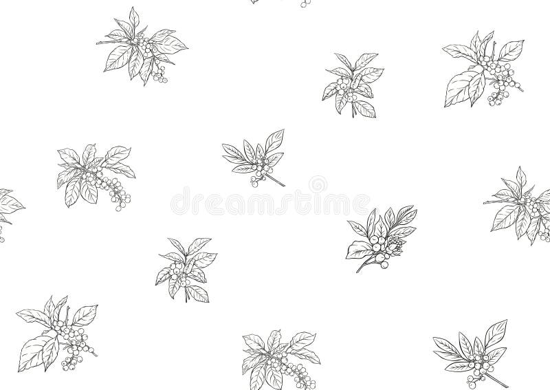 咖啡树. 枝叶和浆果. 向量例证. 插画 包括有 织品, 花卉, 现有量, 新鲜, 饮料, 图画, 线路 - 314483277