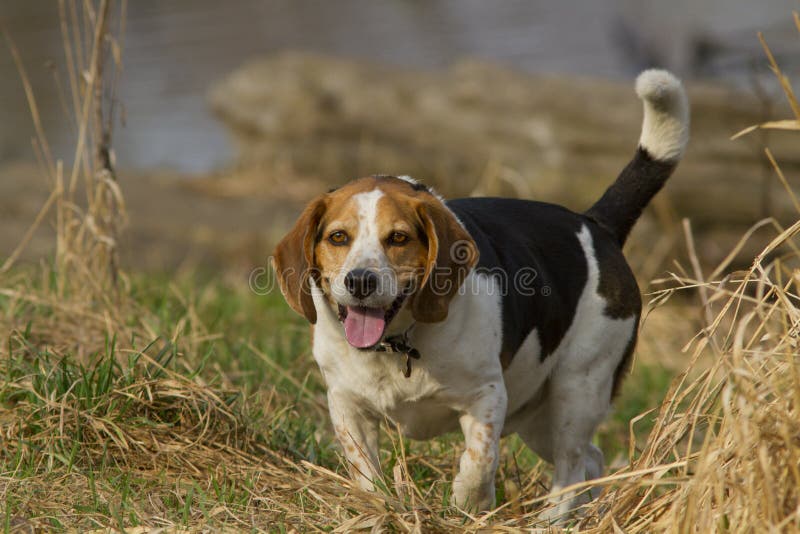 小猎犬狗 库存图片. 图片 包括有 表面, 交配动物者, 少见, 国内, 查找, 额嘴, 纯血统, 猎犬, 茴香 - 3289325