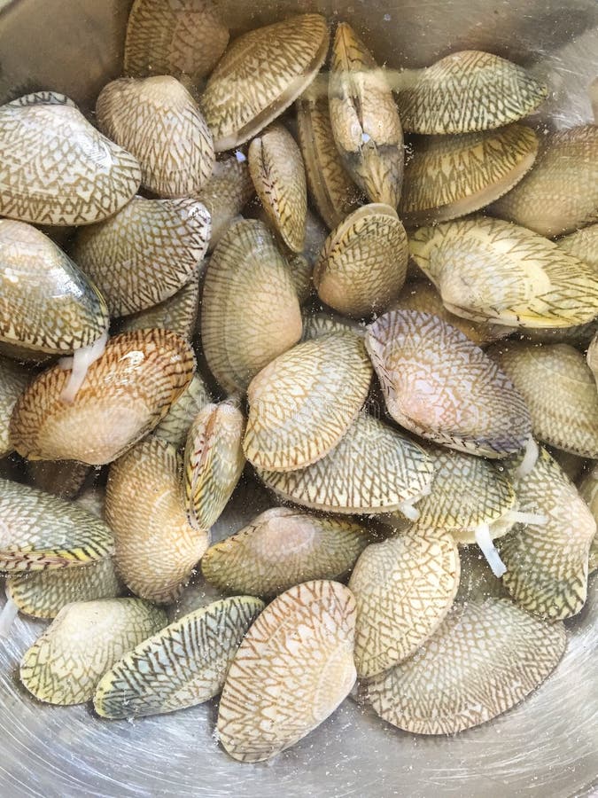 Paphia undulata 库存照片. 图片 包括有 露营, 海扇壳, 海洋, 食物, 可口, 膳食 - 53672660