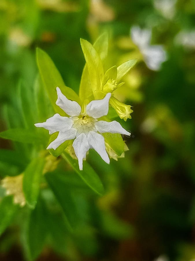 Star flower st 库存图片. 图片 包括有 本质, 食物, 草本, 星形, 花瓣, 草甸, 黄色 - 243463231