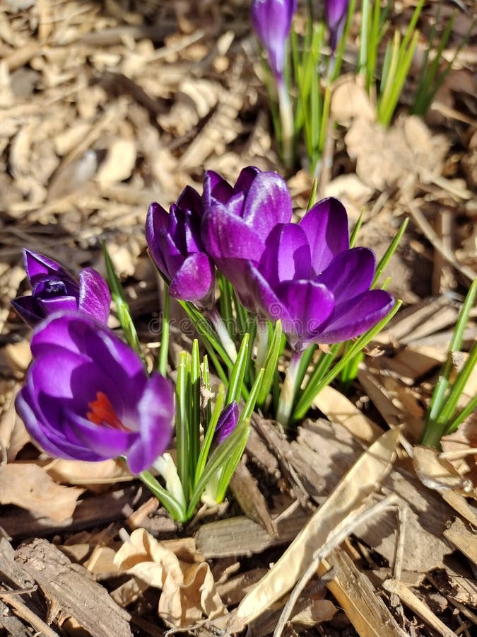 Purple Spring Flowers 库存图片. 图片 包括有 春天, 庭院, 开花, 紫色, 器官 - 242713943