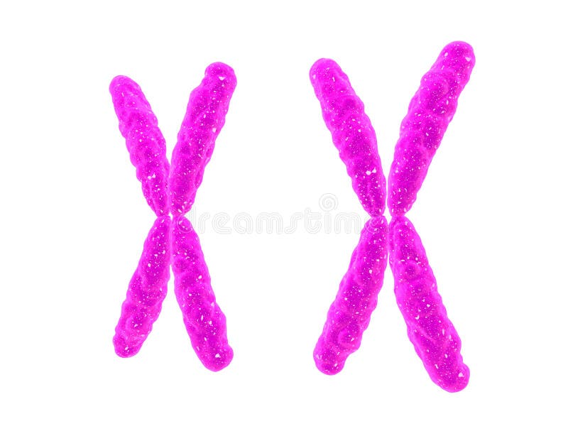 性染色体x和Y 向量例证. 插画 包括有 父项, 演变, 受精, 背包, 血友病, 性别, 遗传学, 例证 - 37027868