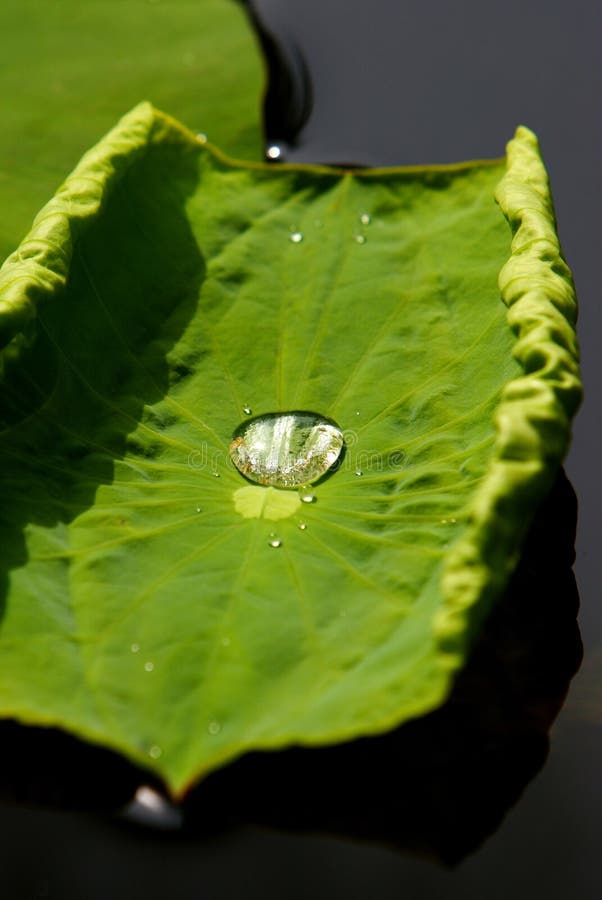 Water 库存照片. 图片 包括有 工厂, 湖泊, 叶子, 莲花, 绿色, 公园, 本质, 庭院 - 5444774