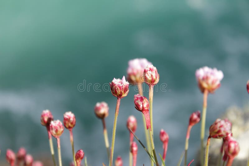 海节俭 库存图片. 图片 包括有 户外, 雄芯花蕊, 海岸, 峭壁, 春天, 海运, 野花, 本质, 宏指令 - 31414009