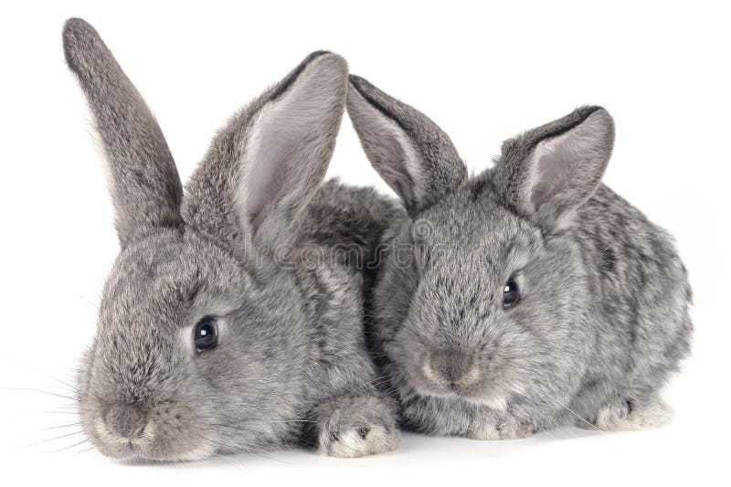 灰色兔子 库存照片. 图片 包括有 通配, 宠物, 通风, 野生生物, 兔子, 干净, 查出, 兄弟, 灰色 - 13432744