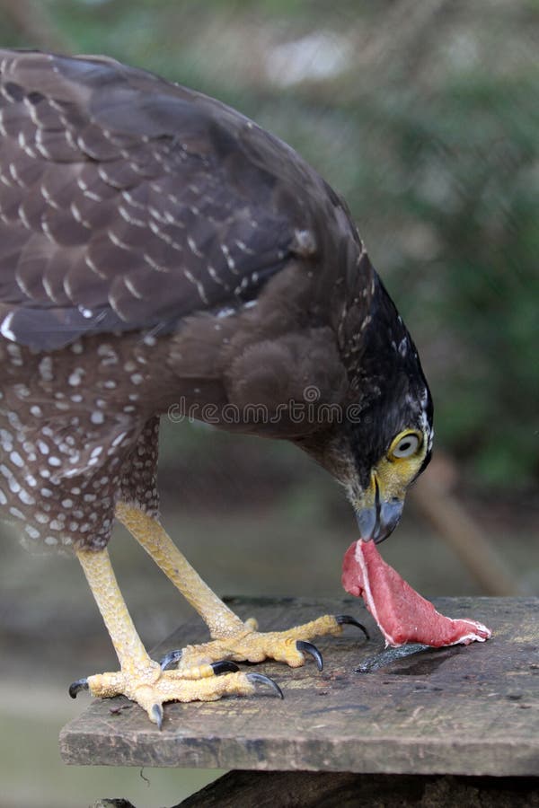 爪哇鹰 库存照片. 图片 包括有 烧杯, 中央, 印度尼西亚, 公园, 羽毛, 城市, 动物区系, 秃鹫 - 31657366