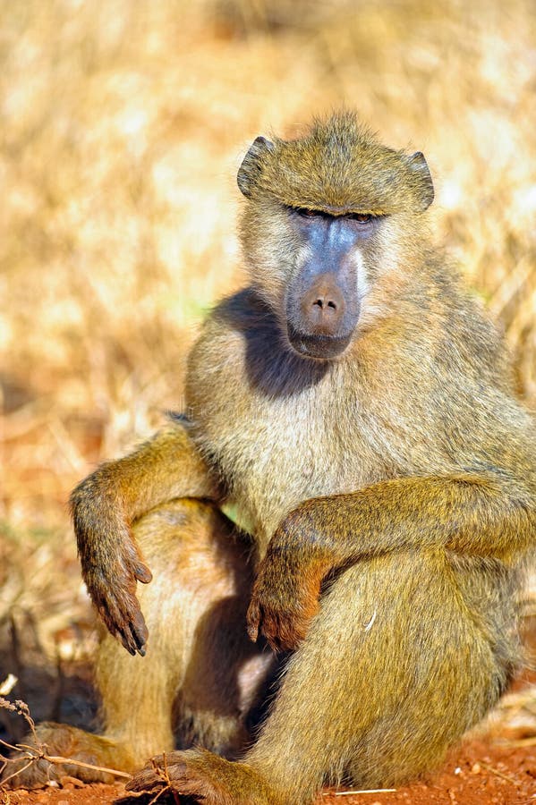 Baboon 库存图片. 图片 包括有 猴子, 节假日, 徒步旅行队, 本质, 肯尼亚, 跌倒, 原野, 通配 - 34711287