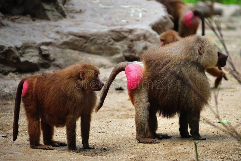 狒狒hamadryas 库存照片. 图片 包括有 埃及, 男性, 镇痛药, 也门, 埃塞俄比亚, 大主教, 海运 - 7652450
