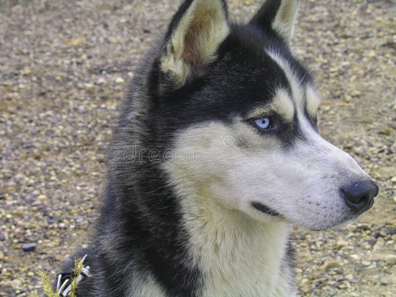 Dog hasky 库存照片. 图片 包括有 有效地, 茴香, 团体, 建筑师, 壮丽的, 贝尔, 蓝色 - 45483492