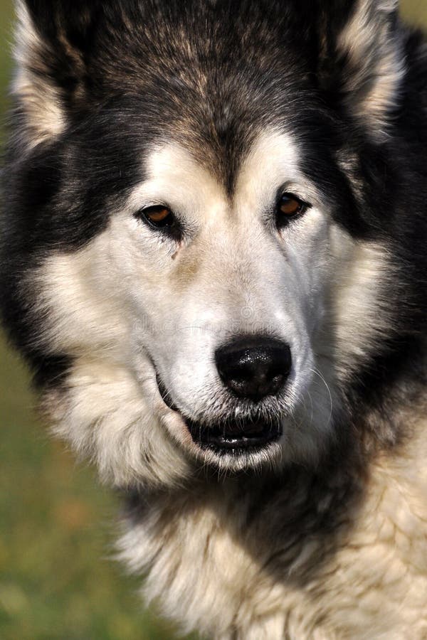 狗malamut 库存照片. 图片 包括有 眼睛, 交配动物者, 指令, 宠物, 家谱, 庭院, 灰色, 被攻击的 - 16642204