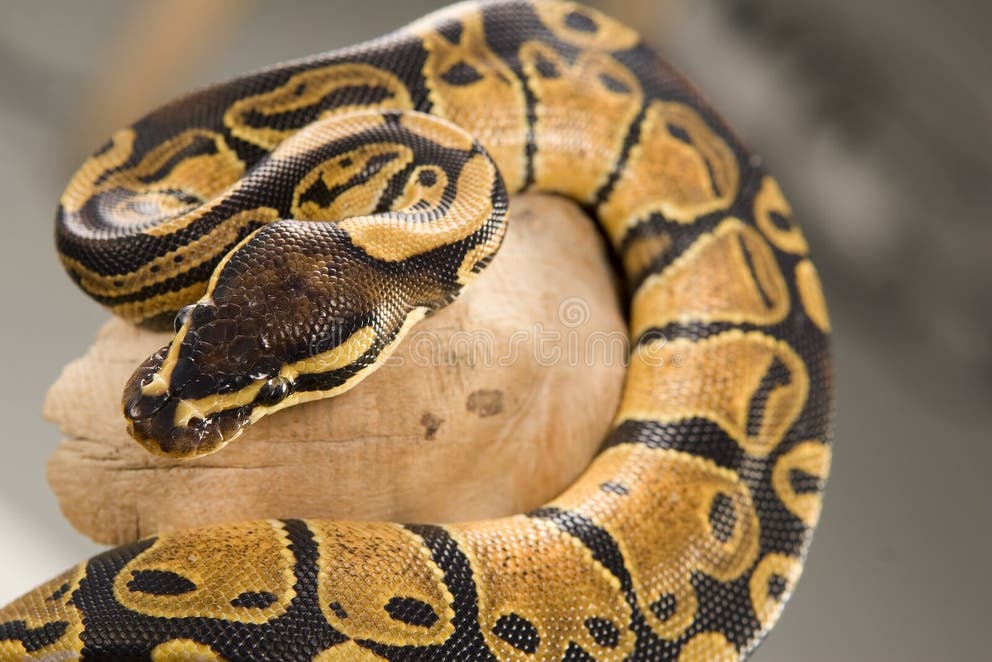 球Python 库存图片. 图片 包括有 滑行, 爬行动物, 野生生物, 可怕, 宠物, 缩放比例, 竹子 - 3246821