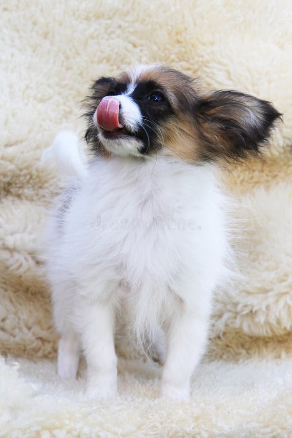 甜papilon狗 库存照片. 图片 包括有 纯血统, 纵向, 西班牙猎狗, 一个, 家谱, 哺乳动物 - 128211440