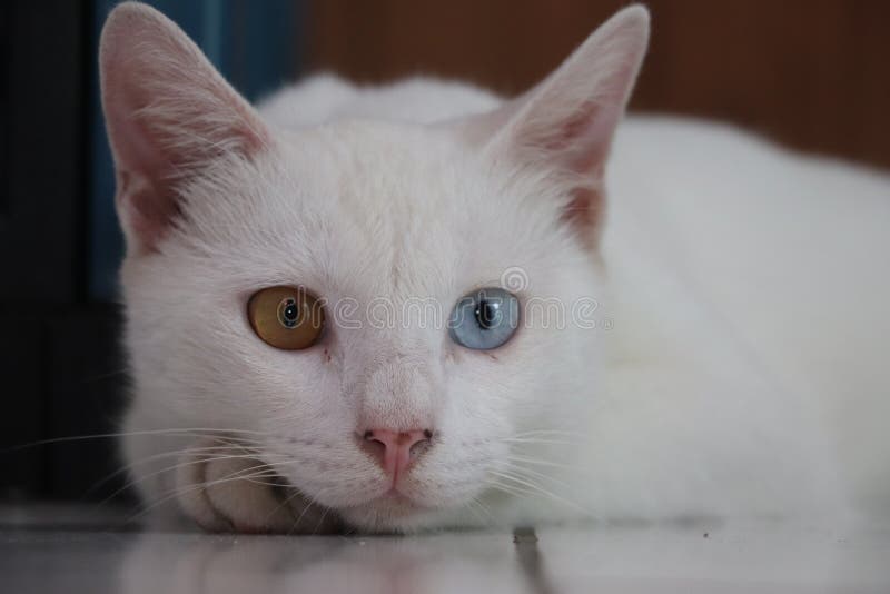 Sad white cat 库存照片. 图片 包括有 哺乳动物, 眼睛, 敌意, 鼻子, 哀伤, 口鼻部 - 264453792
