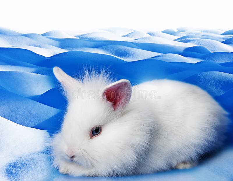 白色兔子 库存照片. 图片 包括有 哺乳动物, 黑暗, 毛皮, 友好, 耳朵, 眼睛, 婴孩, 横向, 复活节 - 33101238