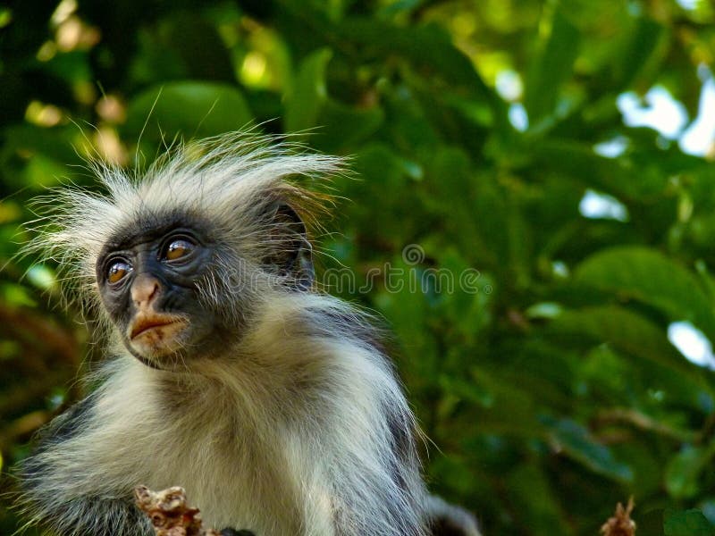 Simhavalan Kurangu -狮子在特里凡德琅，特里凡得琅盯梢了短尾猿动物园喀拉拉印度 库存照片 - 图片 包括有 热带, 全身羽毛 ...