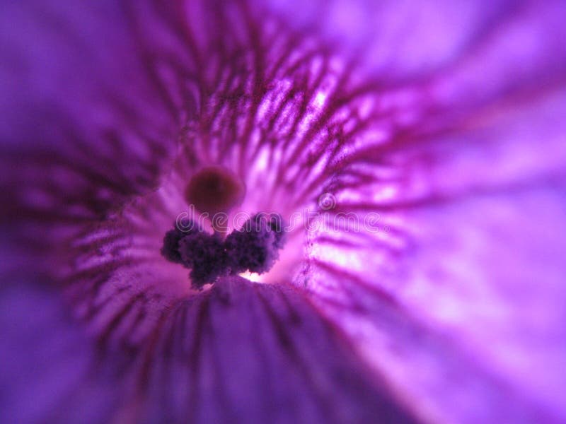 Purple 库存照片. 图片 包括有 安静, 童年, 计算机, 神仙, 任务, 化妆用品, 想法, 隐藏 - 1240824