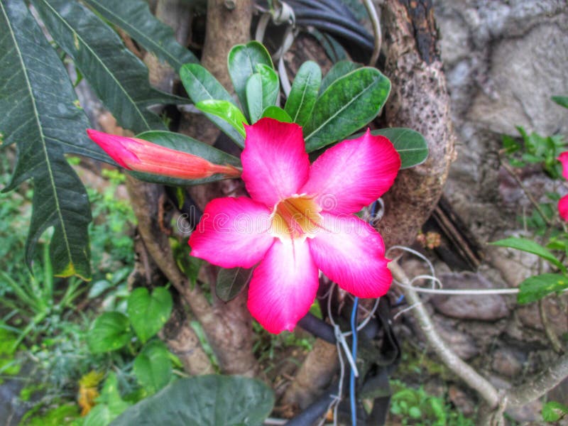 Frangipani Flower is Red in Bloom 库存图片 - 图片 包括有 红色, 室外: 263822345