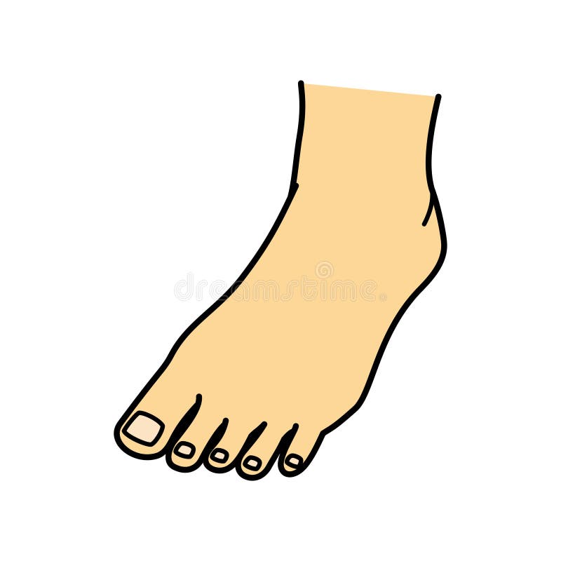 Bare Foot, Toe, Instep, Illustration Stock Photo - Illustration of ...