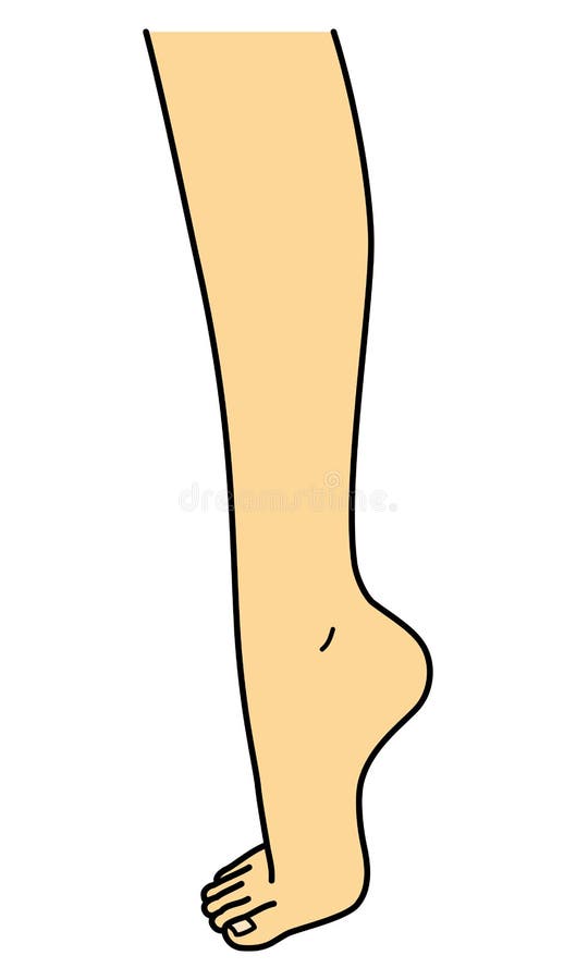 Bare Foot, Leg, Tiptoe, Side View, Illustration Stock Image ...