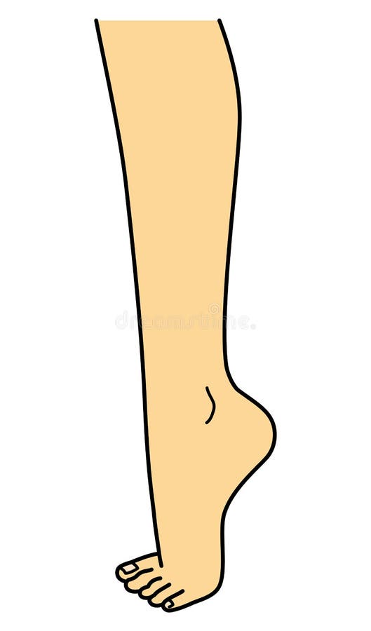 Bare Foot, Leg, Tiptoe, Side View, Illustration Stock Photo ...