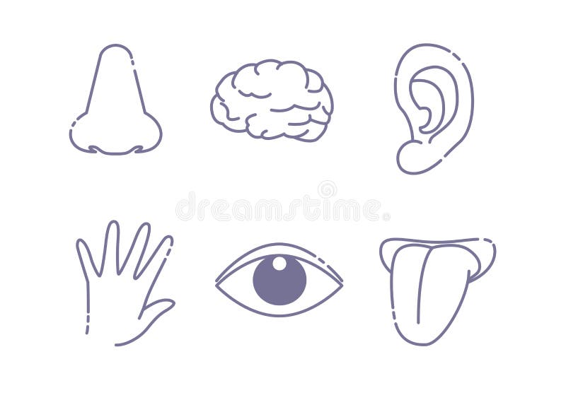 Five Senses Image and Brain - Infographics Stock Vector - Illustration ...