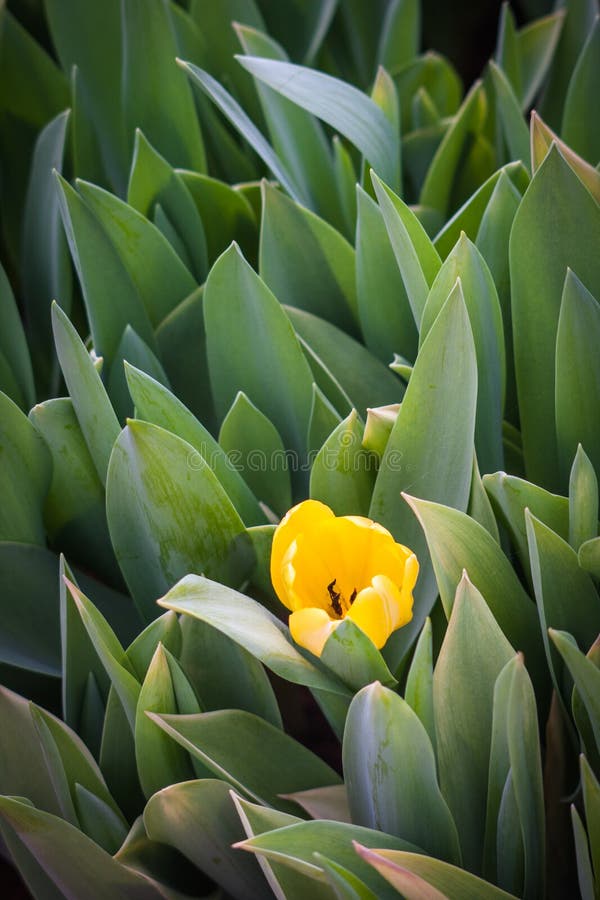 美丽的花 库存照片. 图片 包括有 开花, 问候, 夏天, 本质, 庭院, 美妙, 空白, 文化, 新鲜 - 84359270