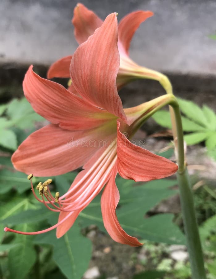 Flower 库存照片. 图片 包括有 bjkkk, bjkbj, ghhjjj, nnnjj, flower - 130630784