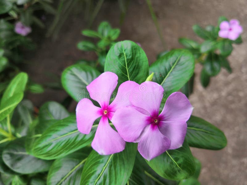 花bbhjjj 库存图片. 图片 包括有 甜甜 - 135498281