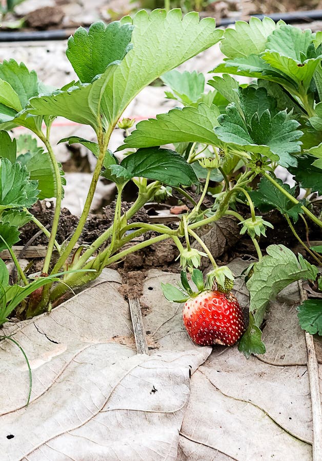 草莓树 库存图片. 图片 包括有 叶子, 自然, 庭院, 草莓, 种田, 成熟, 结构树, 空白, 甜甜 - 67693525