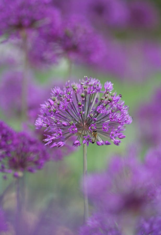 银莲花属花日本粉红色 库存图片. 图片 包括有 背包, 雄芯花蕊, 植物群, 粉红色, 黄色, 绽放, 安地斯 - 11059981