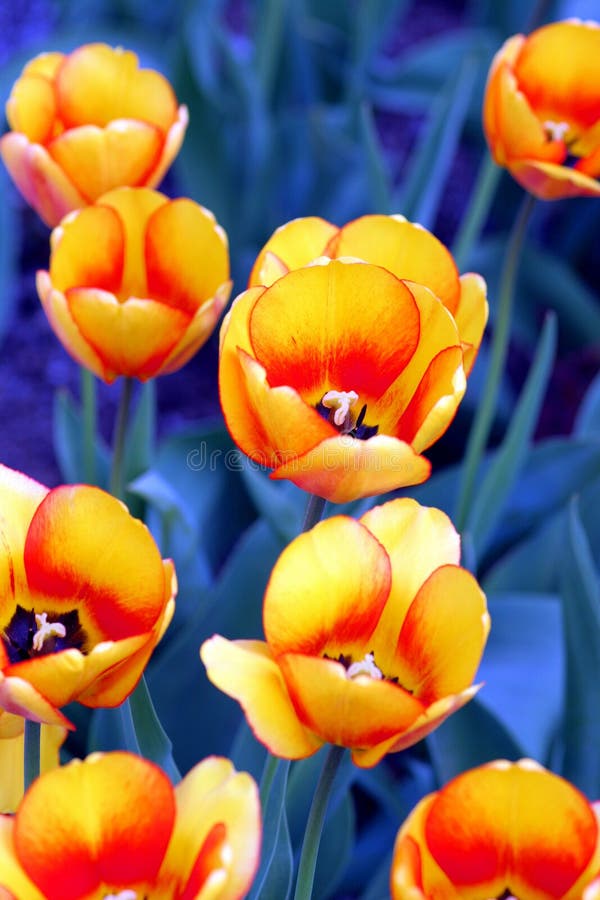 背景蓝色春天黄色 库存照片. 图片 包括有 天蓝色的, 任意, 蓝色, 草甸, 本质, 干净, 黄色, 装饰 - 2356128