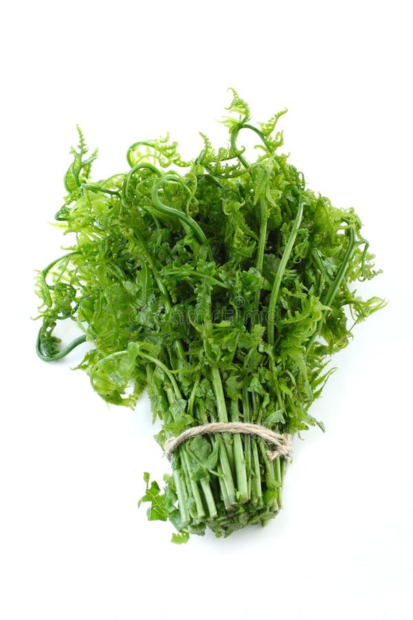 蕨蔬菜 库存图片. 图片 包括有 蕨类, 查出, 垂直, 空白, 蔬菜, 聚会所, 台湾, 原始, 未煮过 - 9936581